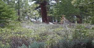 YMCA Camp High Sierra | Find a Camp